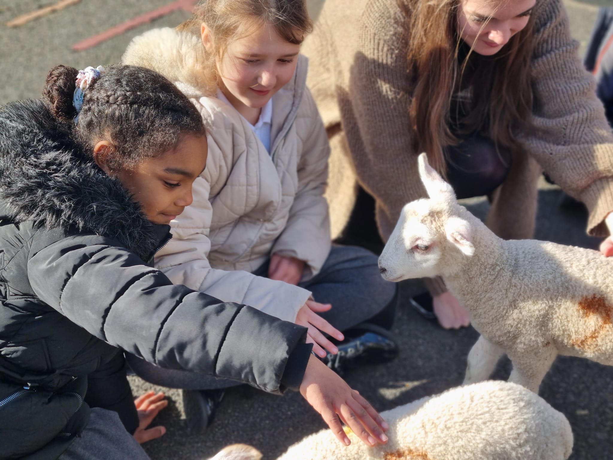 Meeting the Lambs – February 2022 – Chalton Lower School
