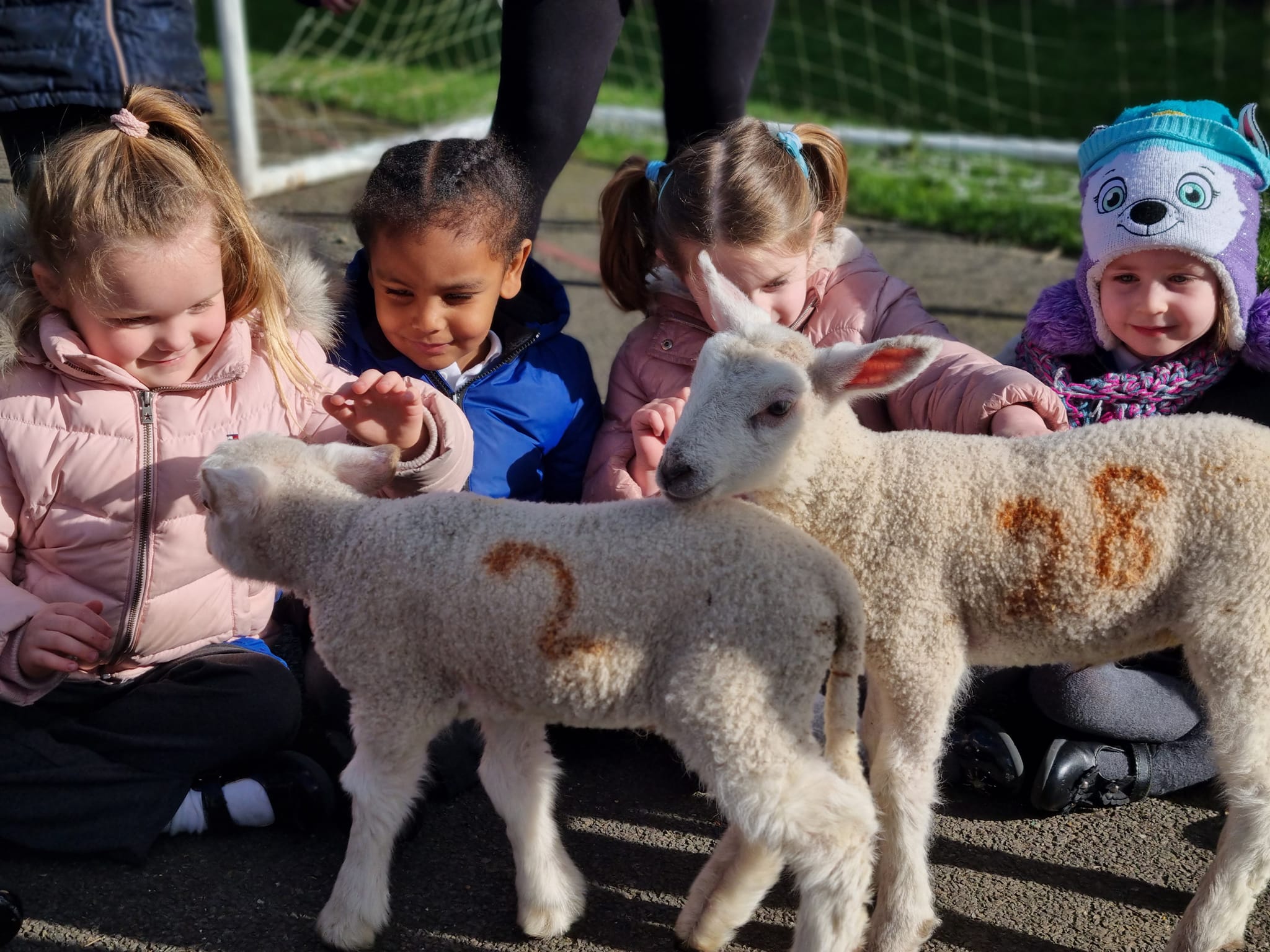 Meeting the Lambs – February 2022 – Chalton Lower School